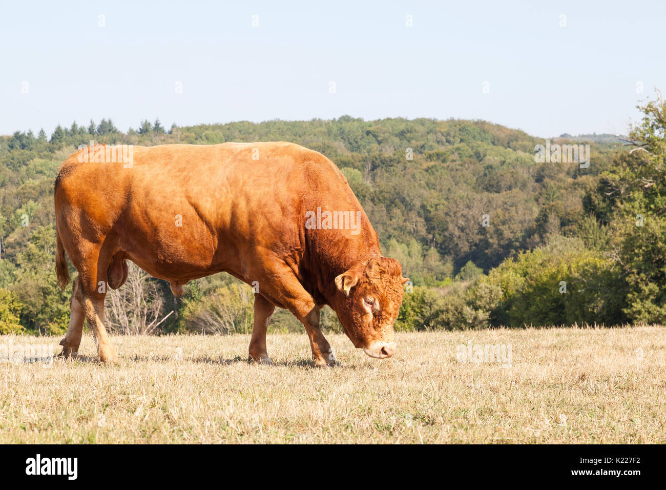 Limousin beef hi-res stock photography and images - Alamy