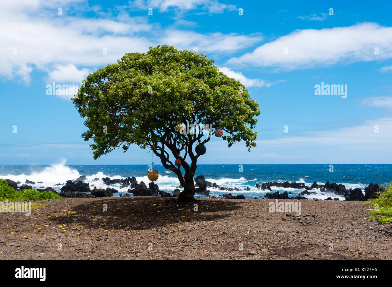 Hawaii tree road hi-res stock photography and images - Alamy