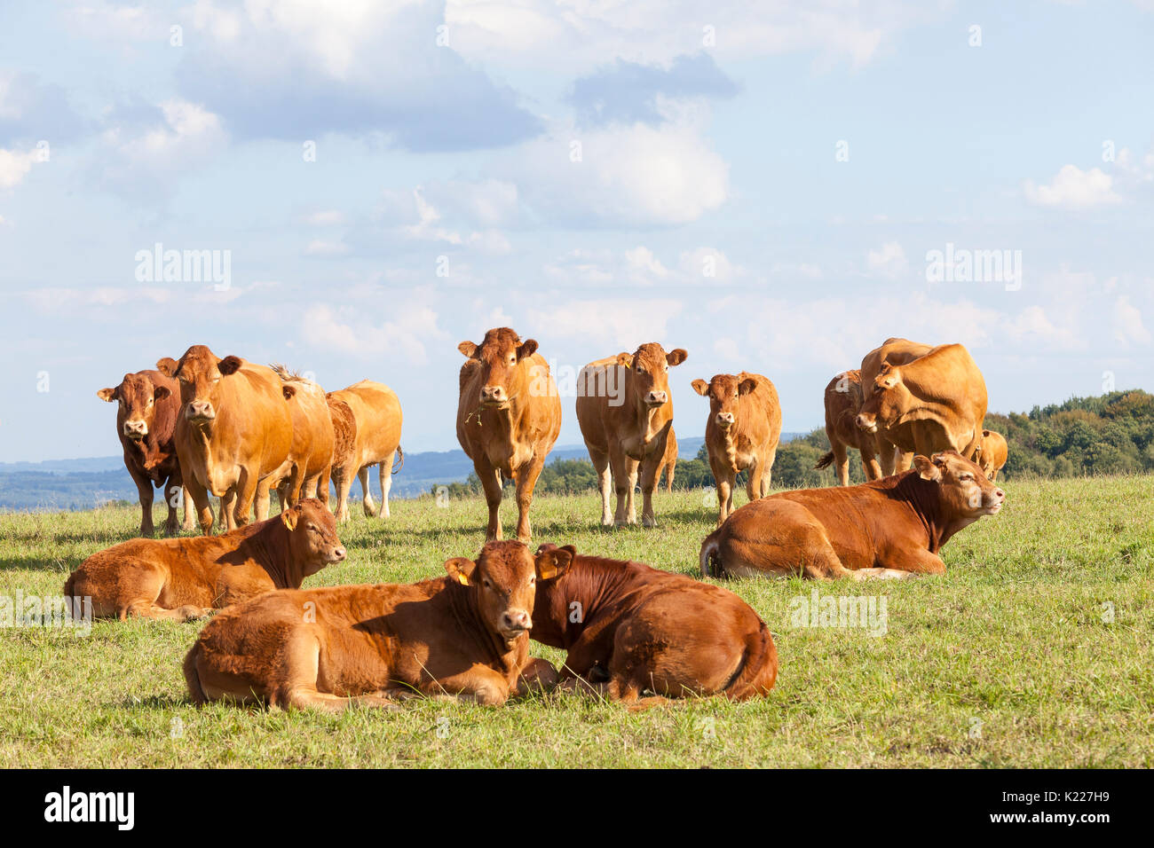 Bull and cows hi-res stock photography and images - Alamy