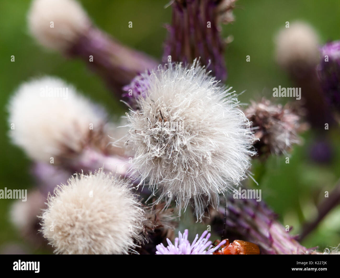 close up of pink milk thistle flower heads purple wild; England; UK ...