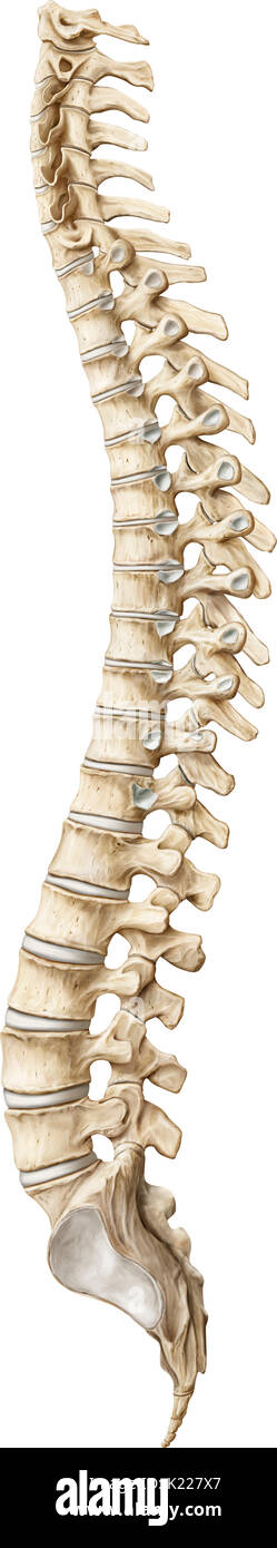 Bony grouping of 33 vertebrae hi-res stock photography and images - Alamy