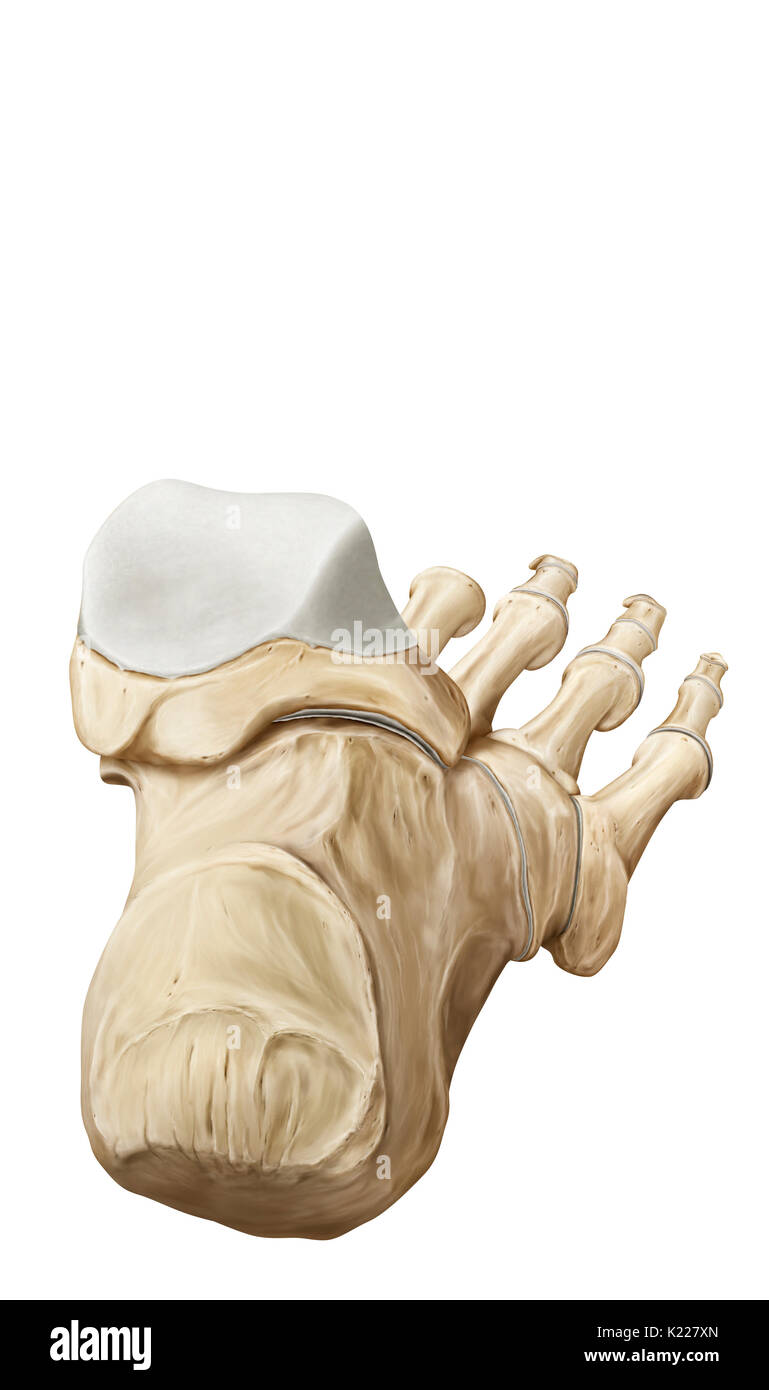 Terminal part of the lower limb, resting on the ground during upright ...