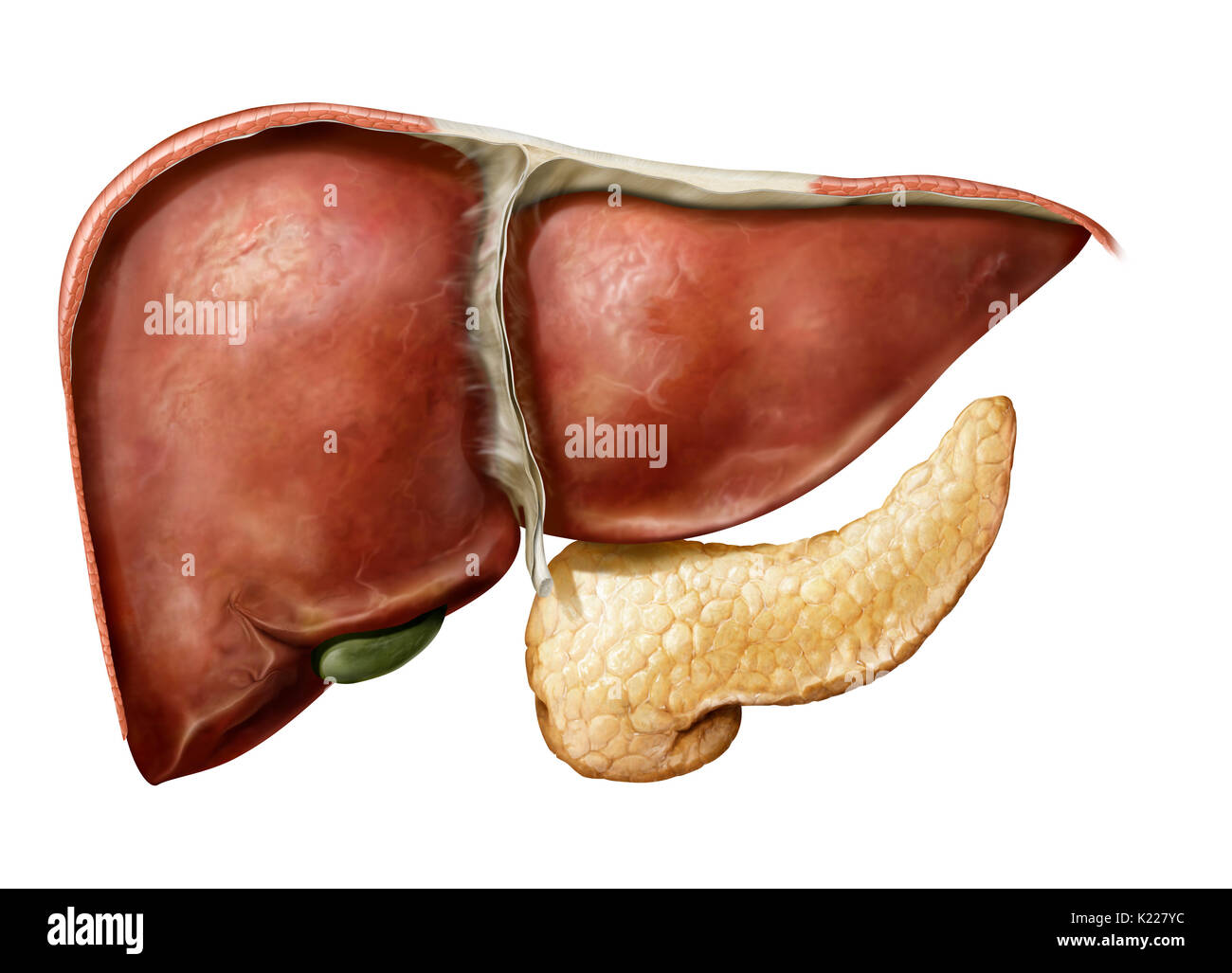 Human gallbladder anatomy hi-res stock photography and images - Alamy
