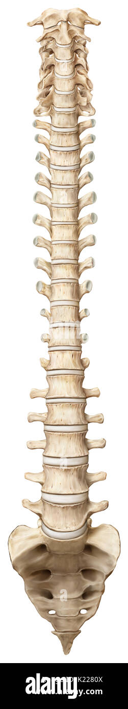 Bony grouping of 33 vertebrae, extending from the skull to the pelvis ...