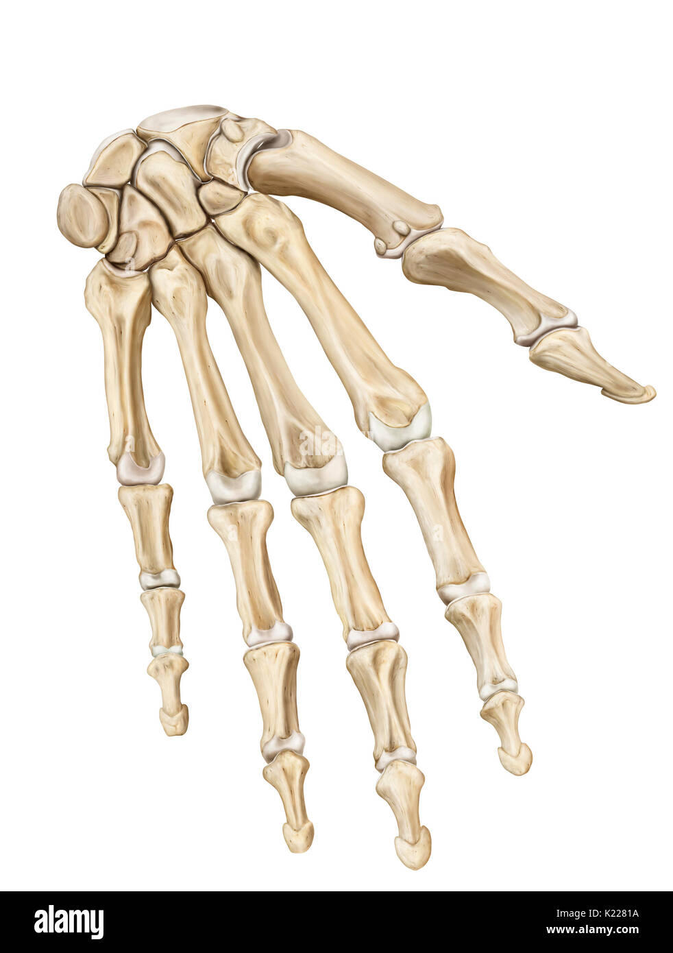Terminal part of the upper limb, having a tactile and prehensile ...