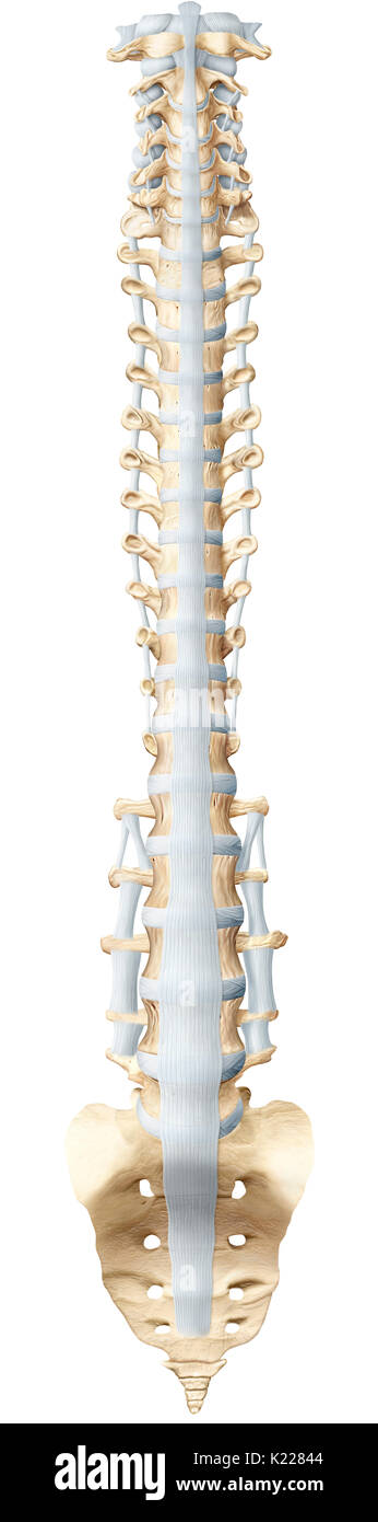 The facet joints are the cartilaginous joints in the spinal column ...