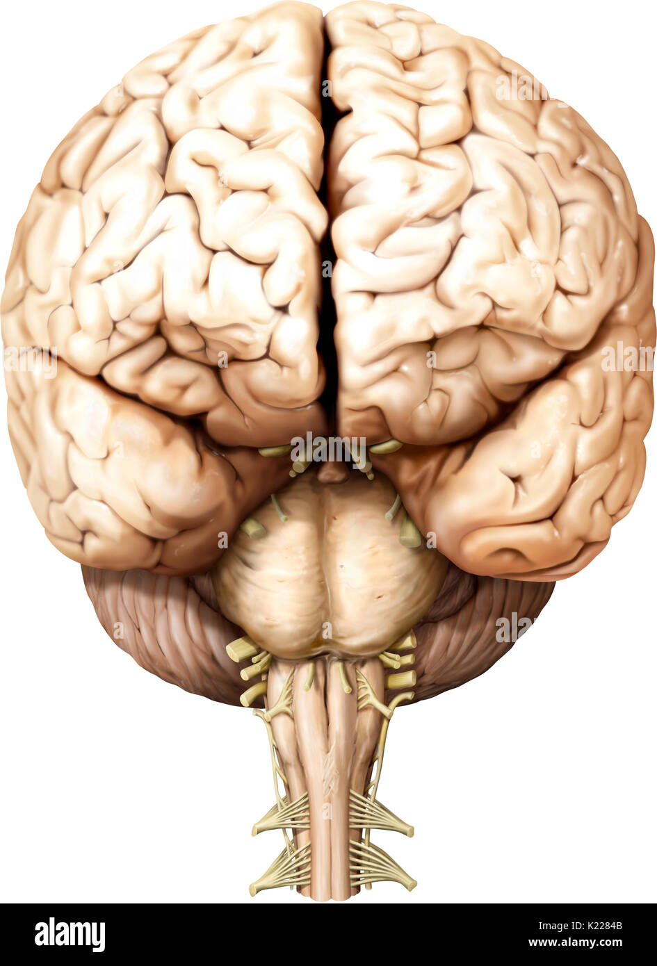 Part of the central nervous system enclosed in the skull, consisting of ...