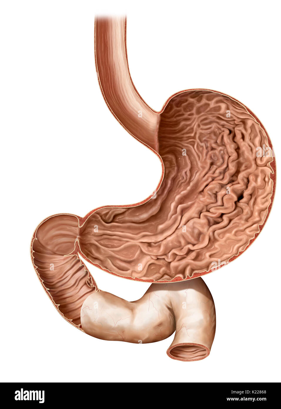 Human stomach cross section High Resolution Stock Photography and ...