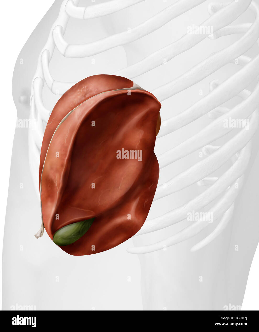 Human gallbladder anatomy hi-res stock photography and images - Alamy