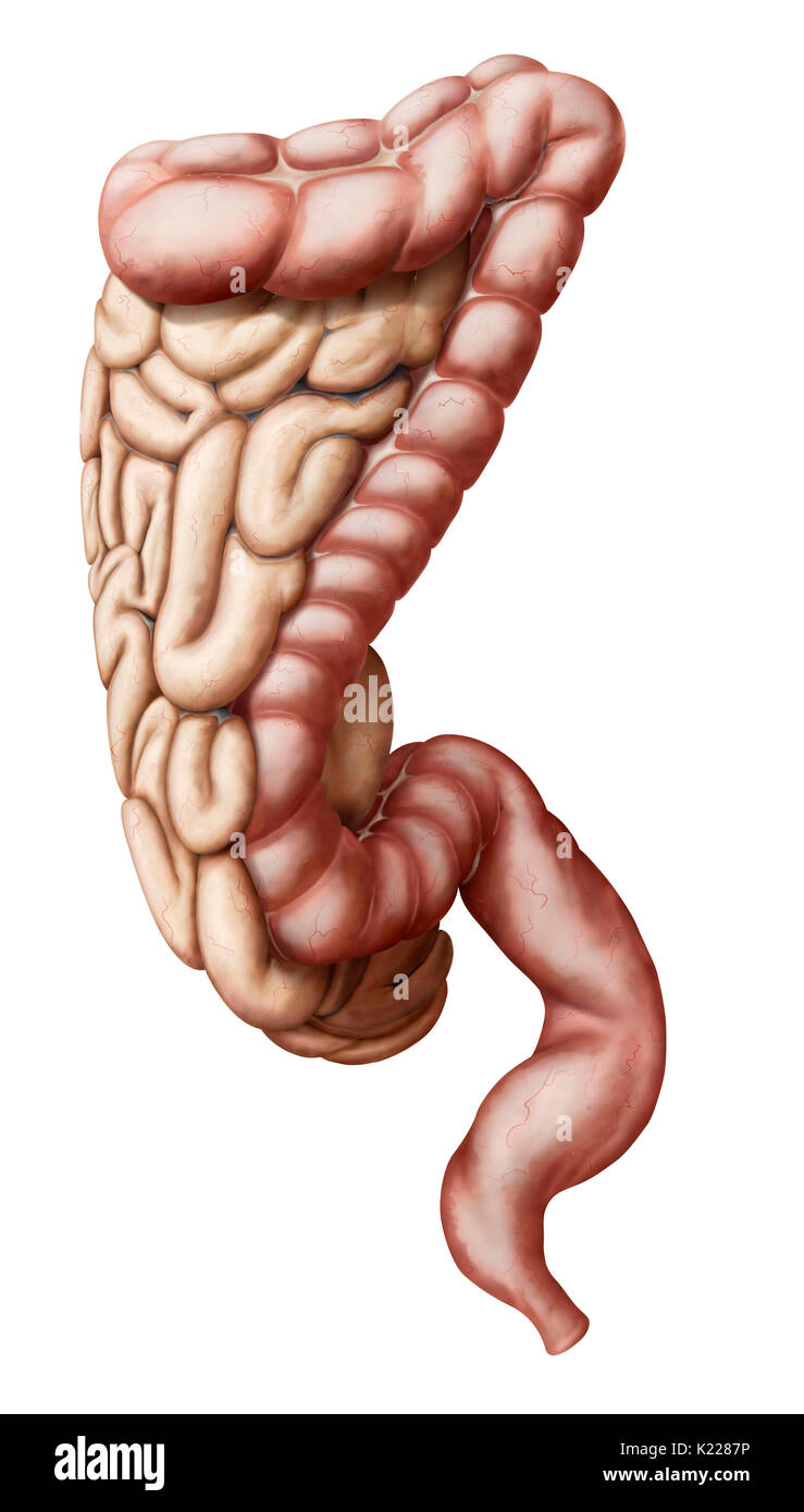 Rectum hi-res stock photography and images - Alamy