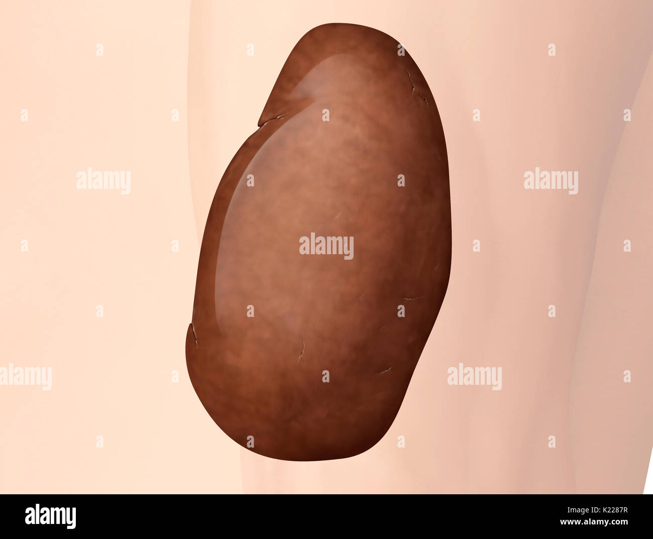 Pancreas illustration hi-res stock photography and images - Alamy
