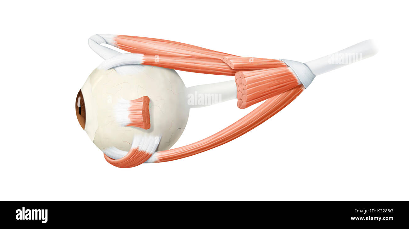 This image shows a lateral view of the eye muscles hi-res stock ...