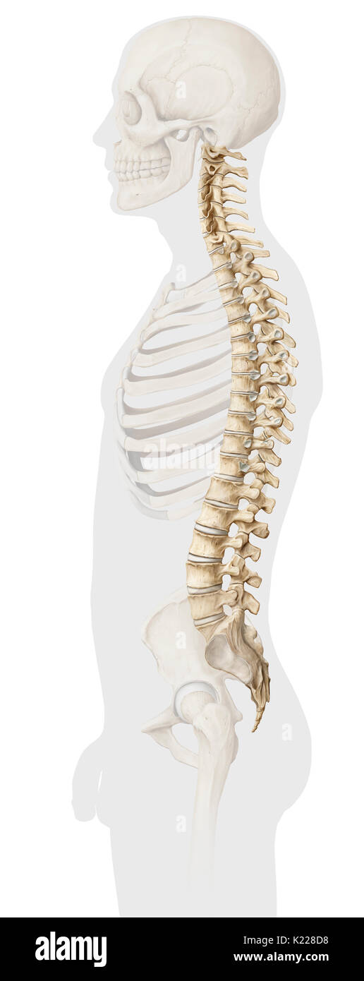 Spine lateral view hi-res stock photography and images - Alamy