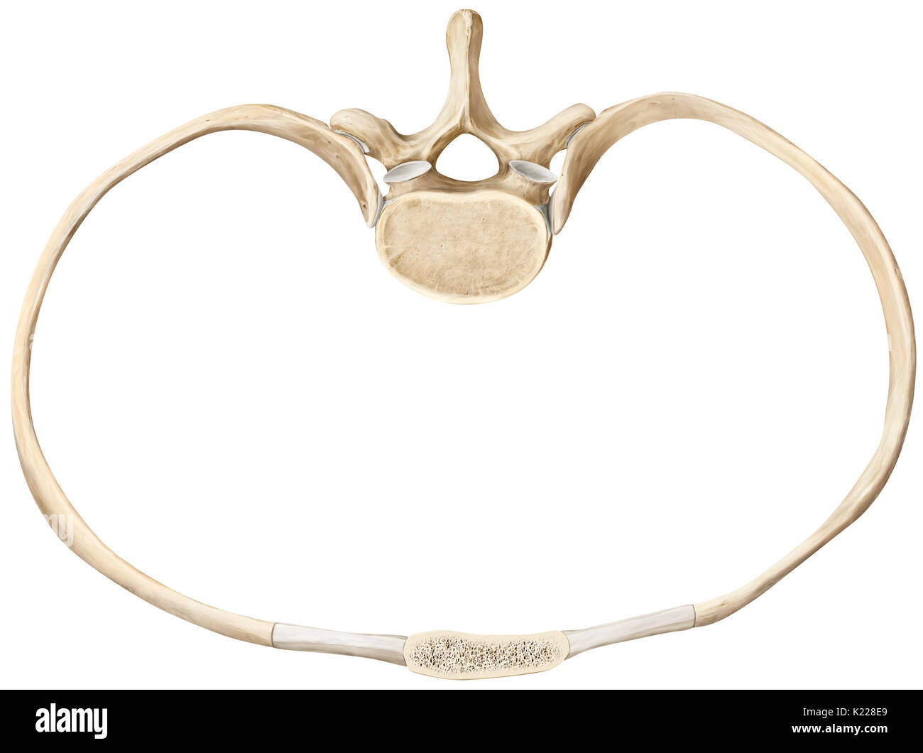 Bones (12 pairs) curved in the shape of an arc, forming the lateral ...