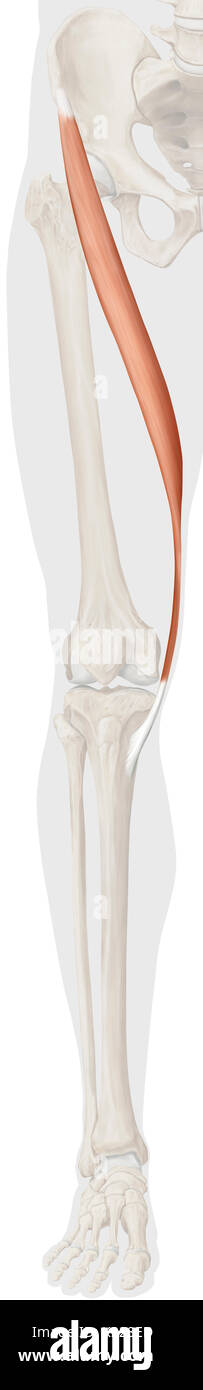 Sartorius muscle hi-res stock photography and images - Alamy