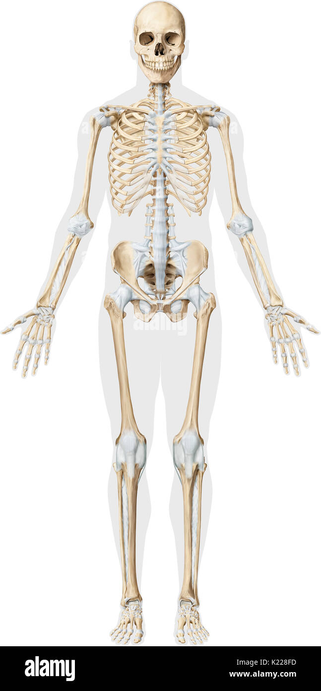 This image shows an anterior view of the main joints of the human body ...