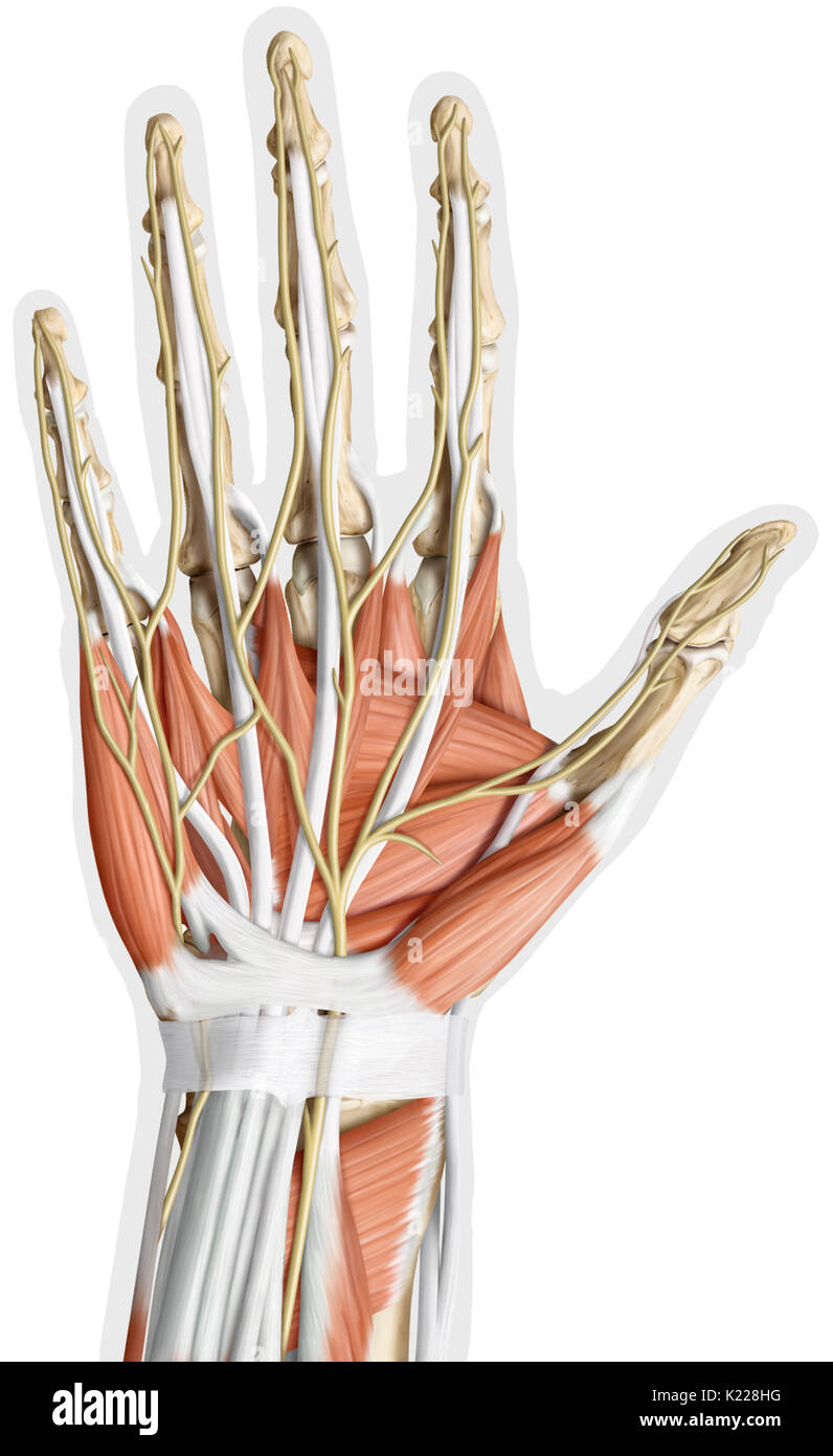 This image shows the nerves of the hand Stock Photo - Alamy