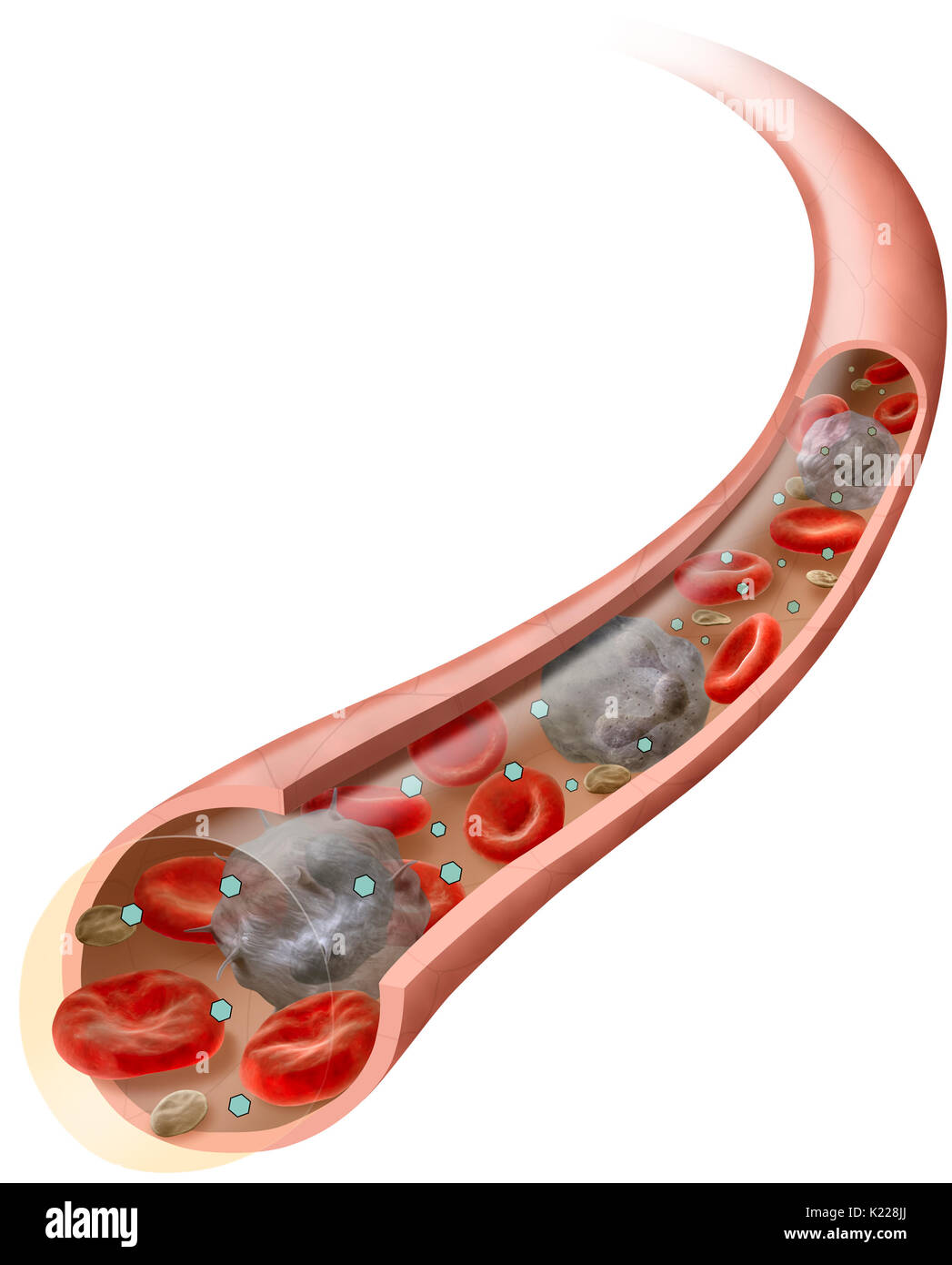 The hormone passes into the blood where it circulates until it arrives ...