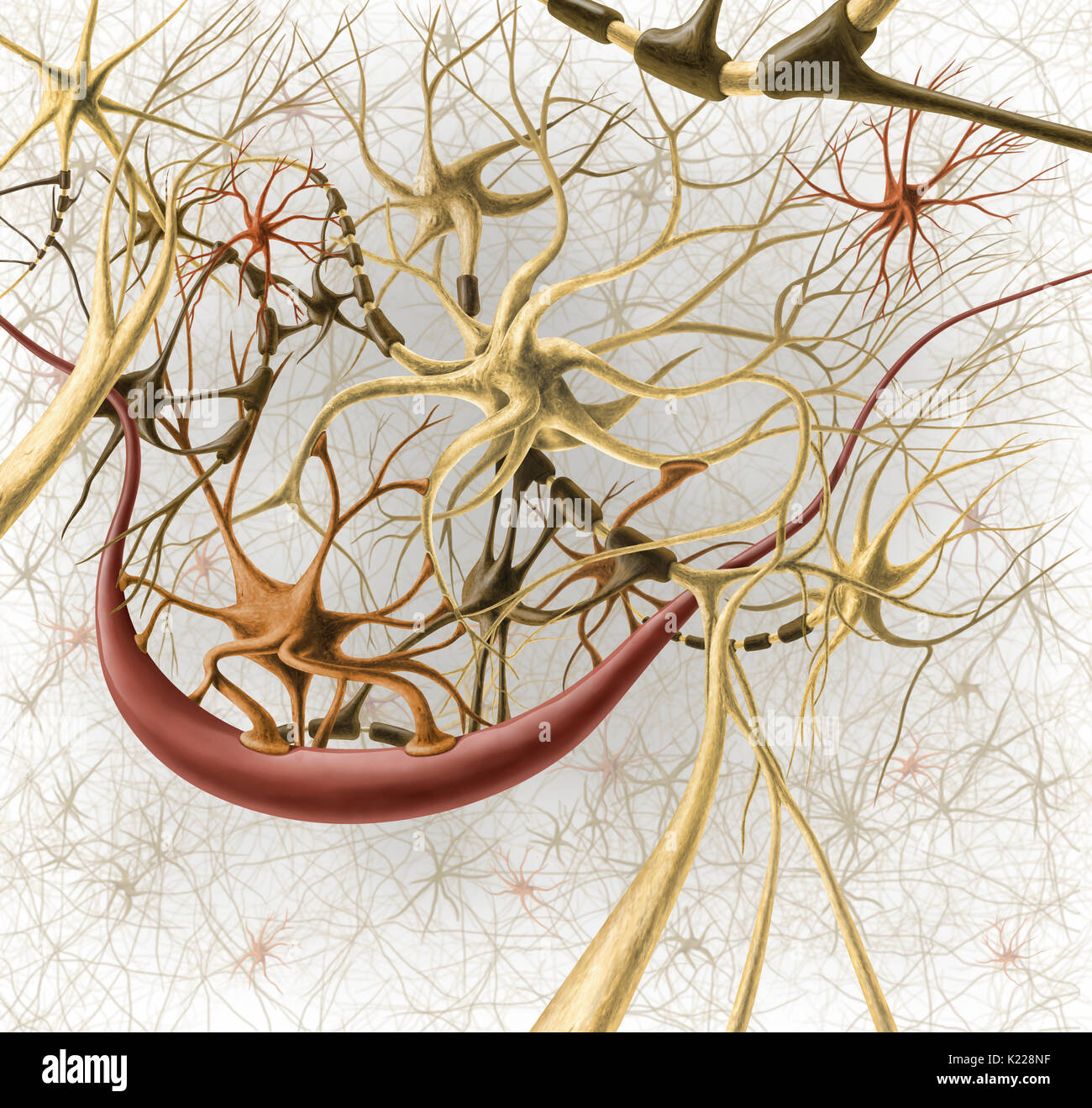 Nervous system hi-res stock photography and images - Alamy