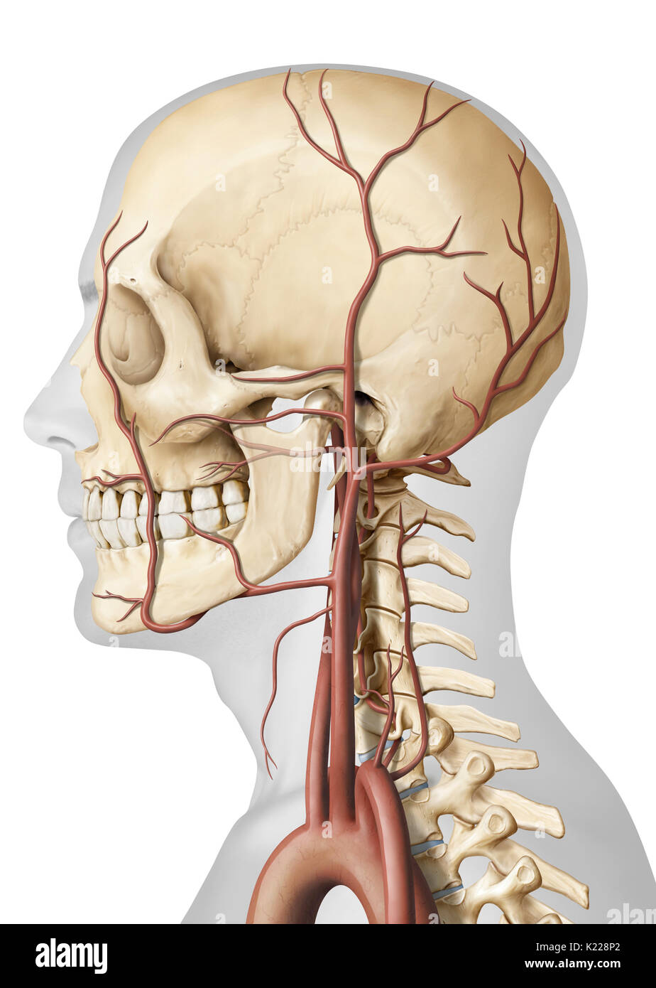 The Artery That Supplies Oxygen-Rich Blood To All Of The Body at ...