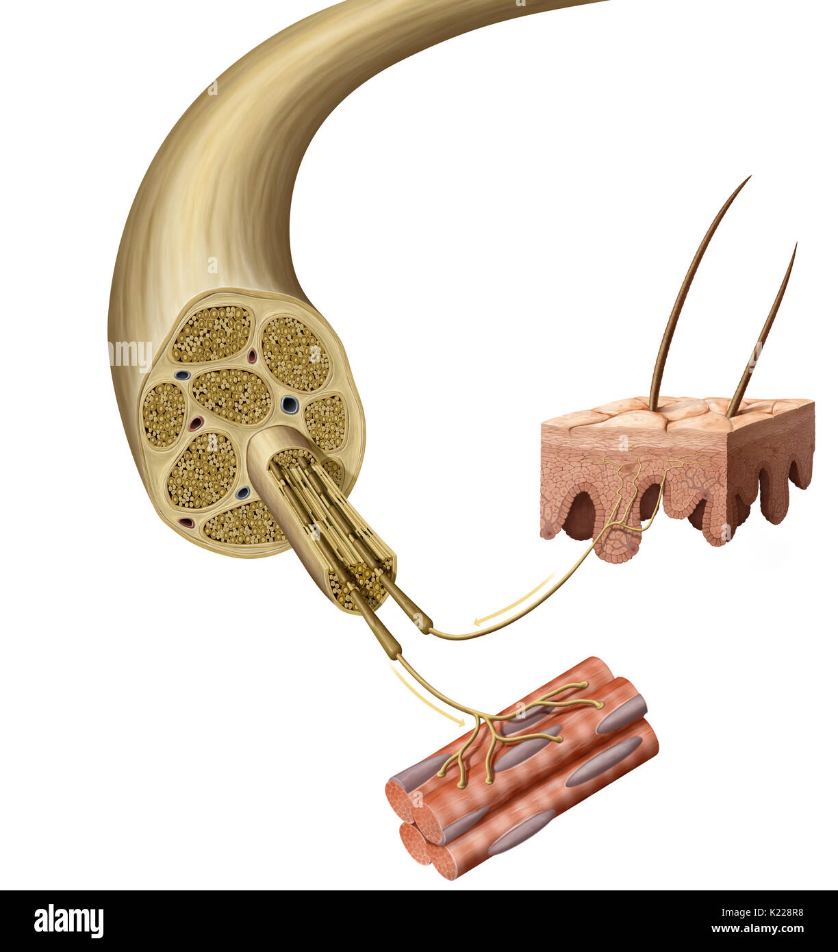 This image shows the anatomy of a mixed nerve and its mechanism Stock ...