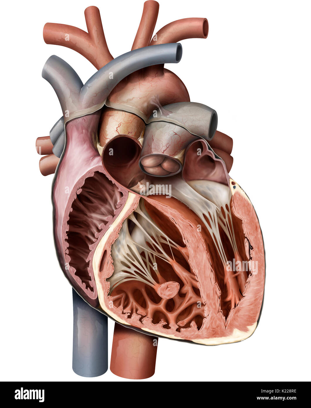 The heart is a muscular organ made up of four chambers; its regular ...