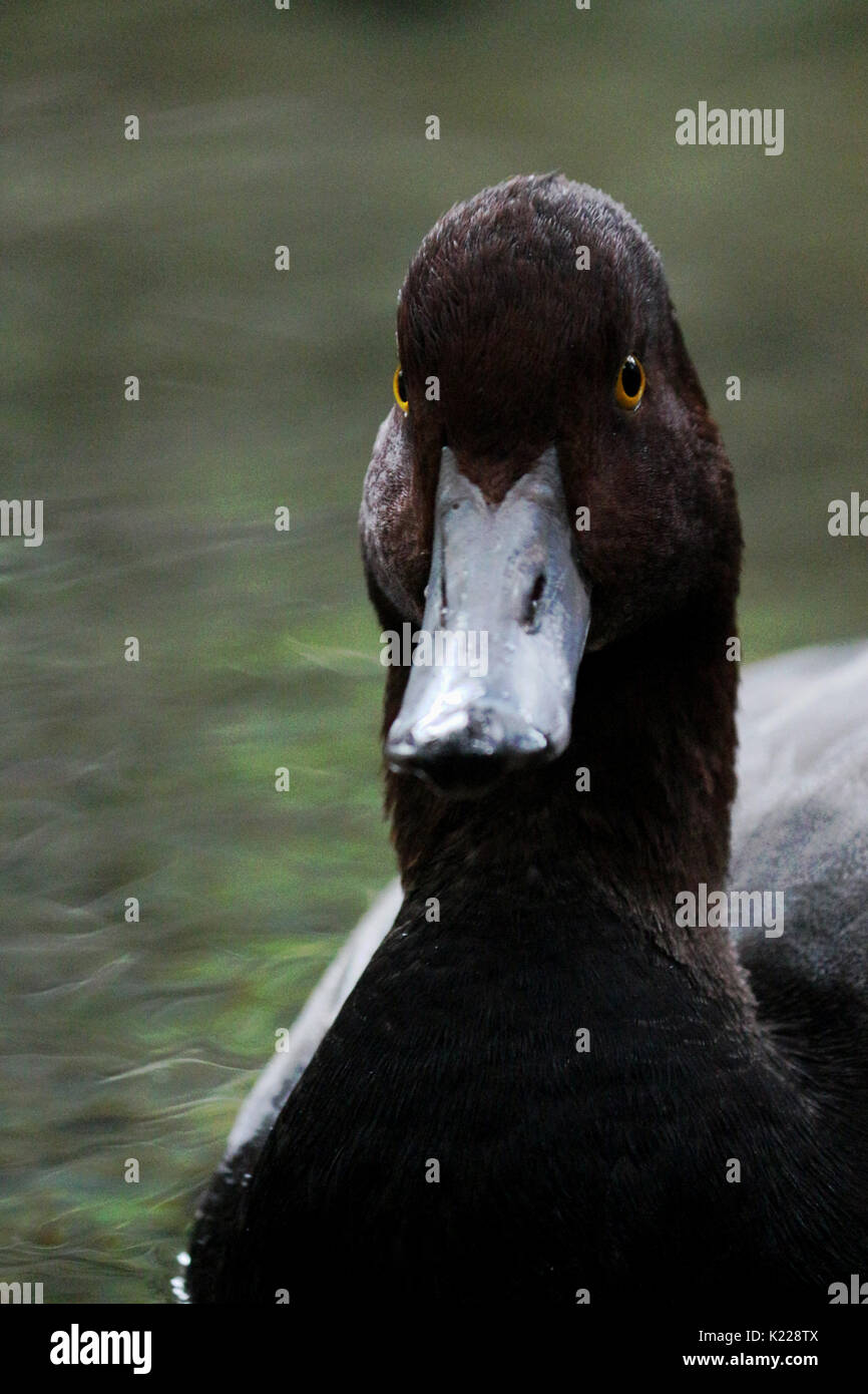 Water brown duck hi-res stock photography and images - Alamy
