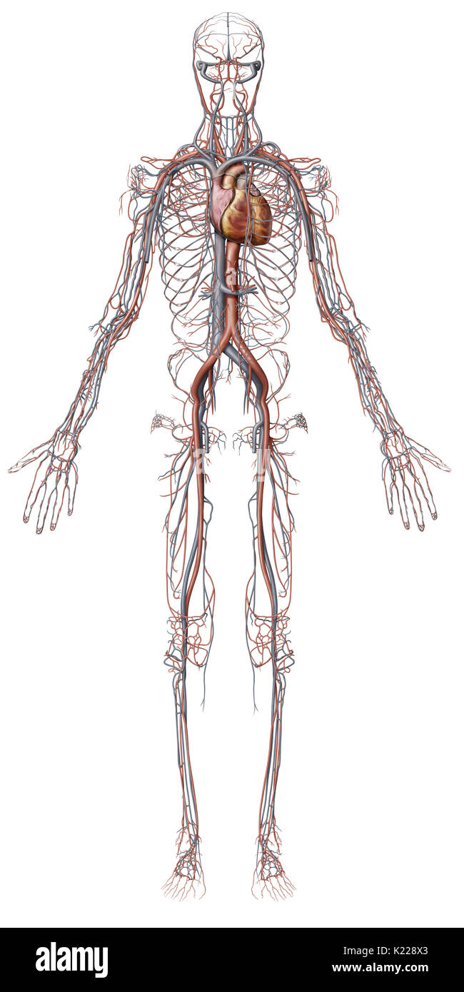 This image shows an overview of the cardiovascular system, including ...
