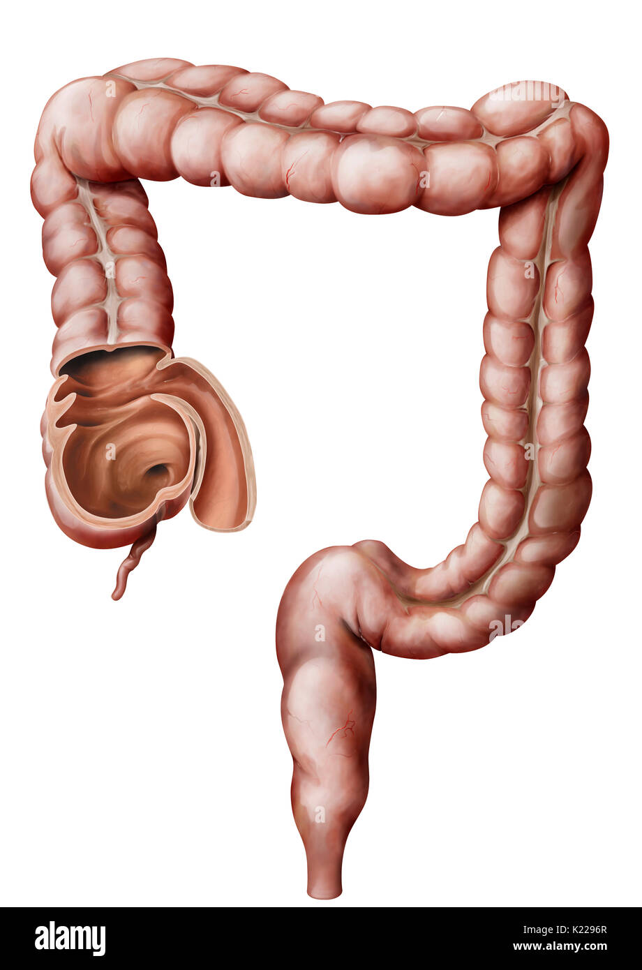Last segment of the digestive tract, where final digestion and ...