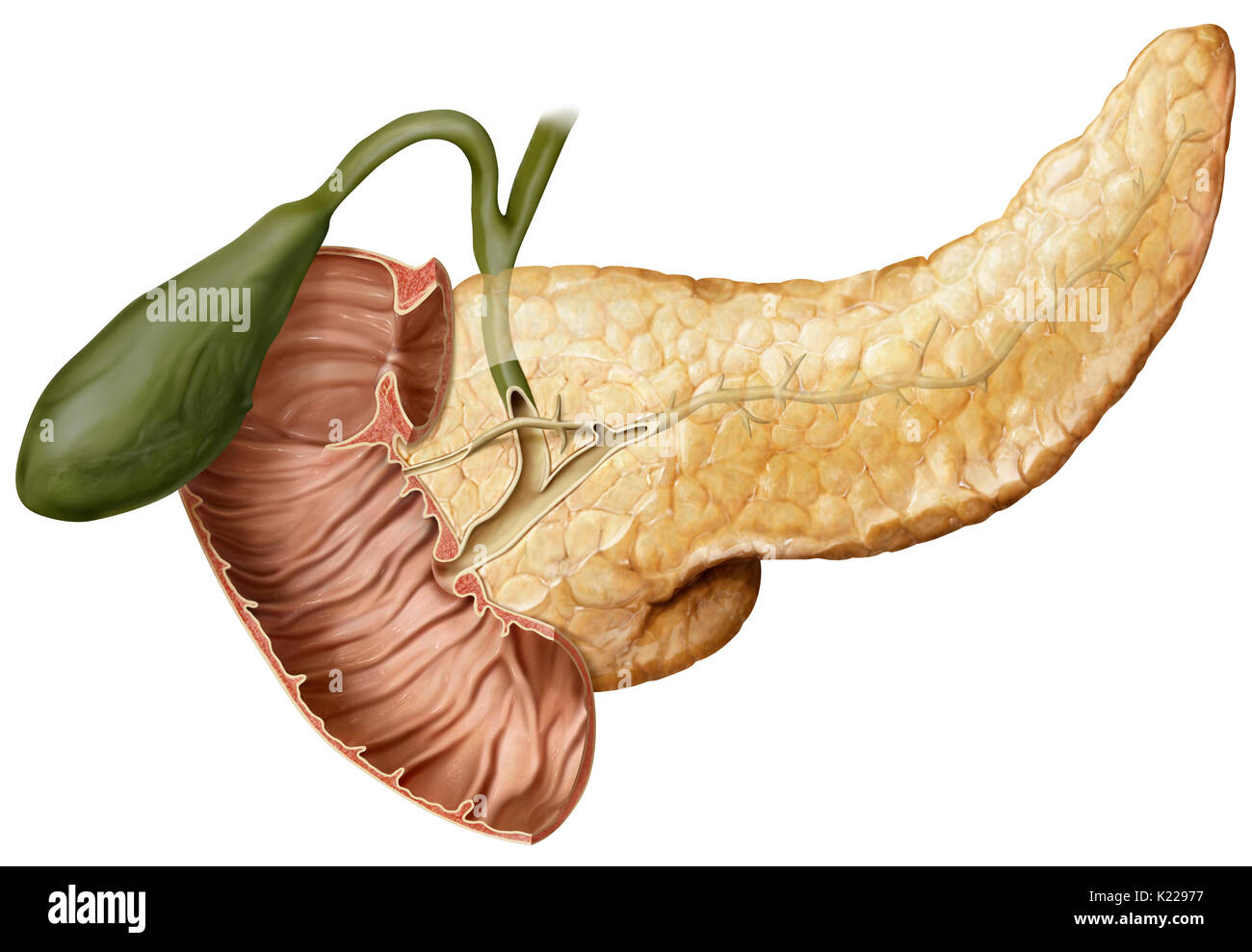 Human gallbladder anatomy hi-res stock photography and images - Alamy