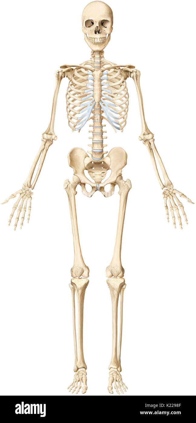 The human skeleton is made up of 206 articulated bones of varying sizes ...