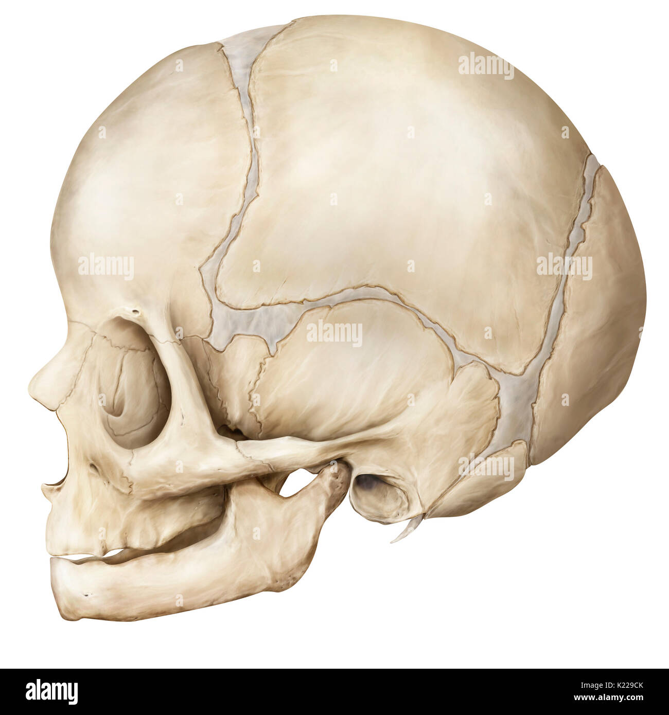 Skull Lateral View Unlabeled