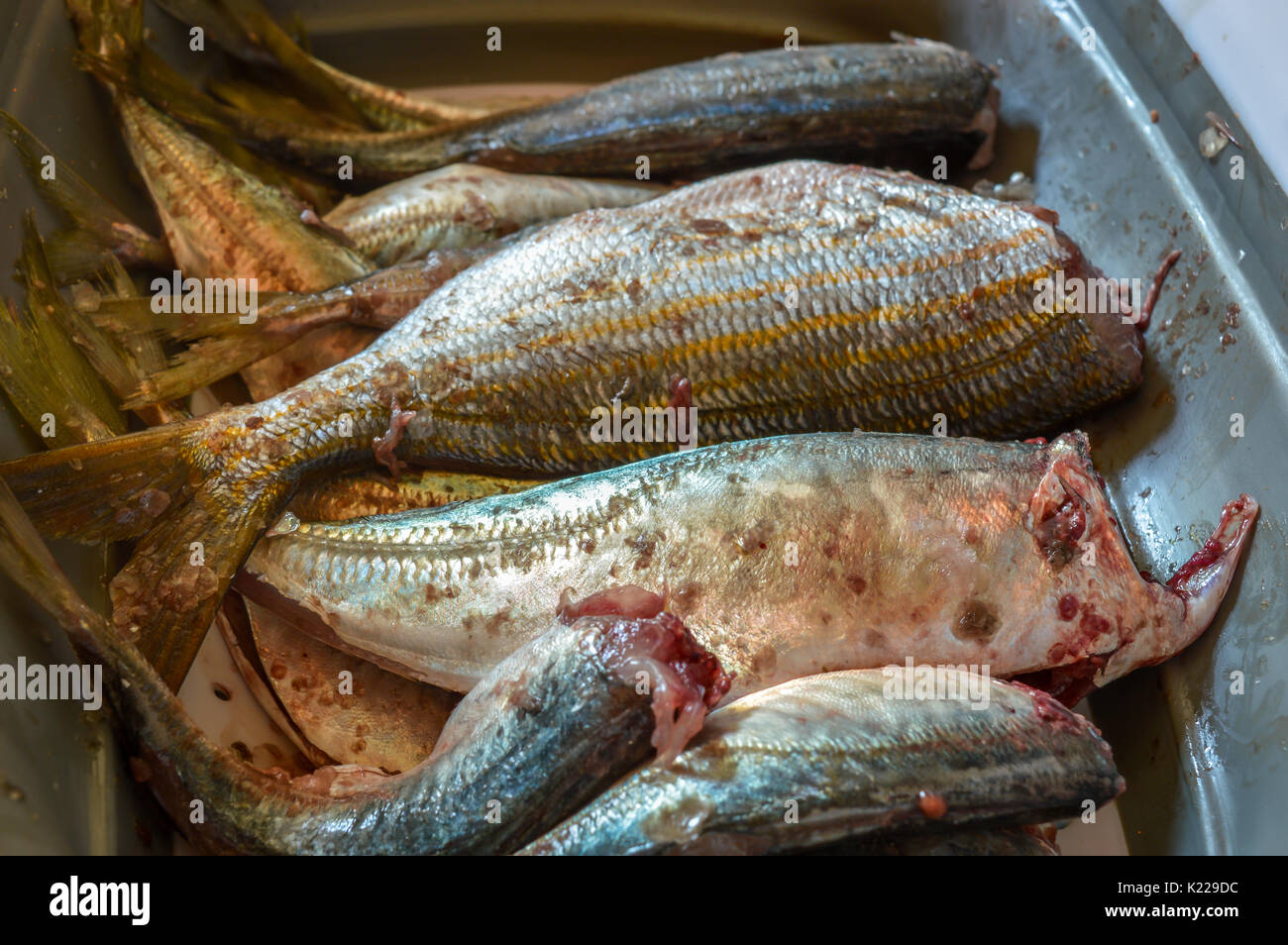 Dead fish croatia hi-res stock photography and images - Alamy