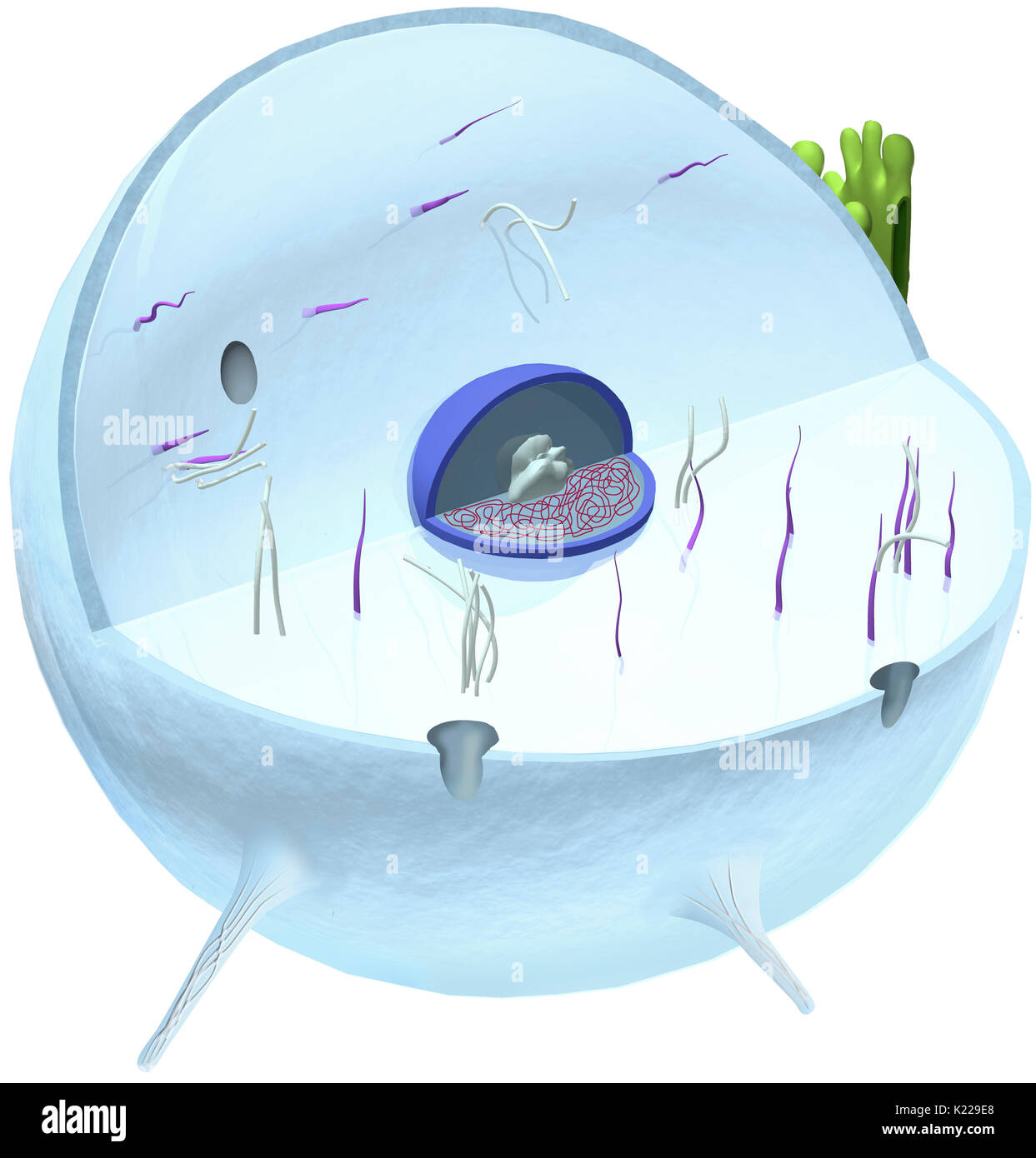 Human Cell Model Project