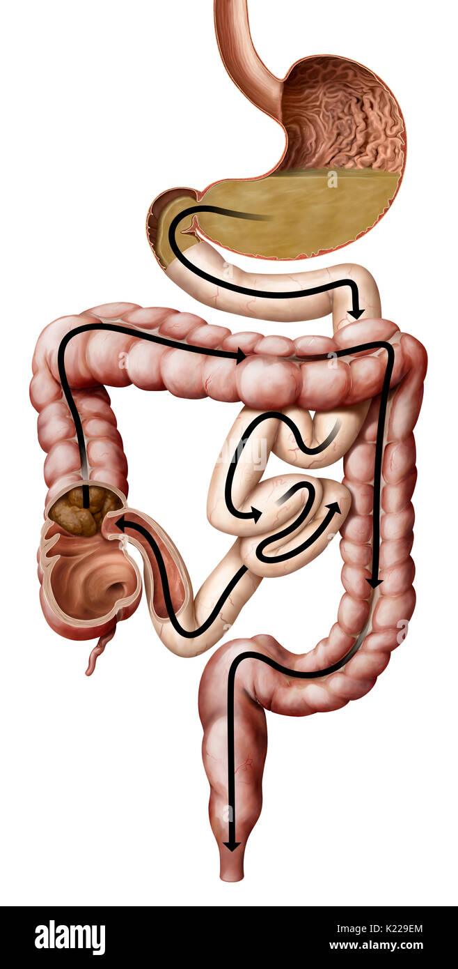 Alimentary hi-res stock photography and images - Alamy