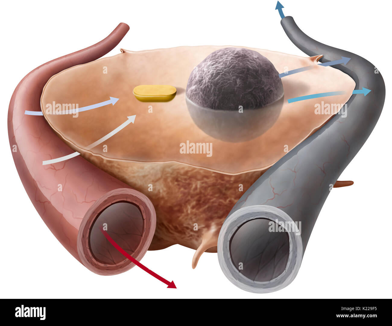 Biochemical reactions hi-res stock photography and images - Alamy
