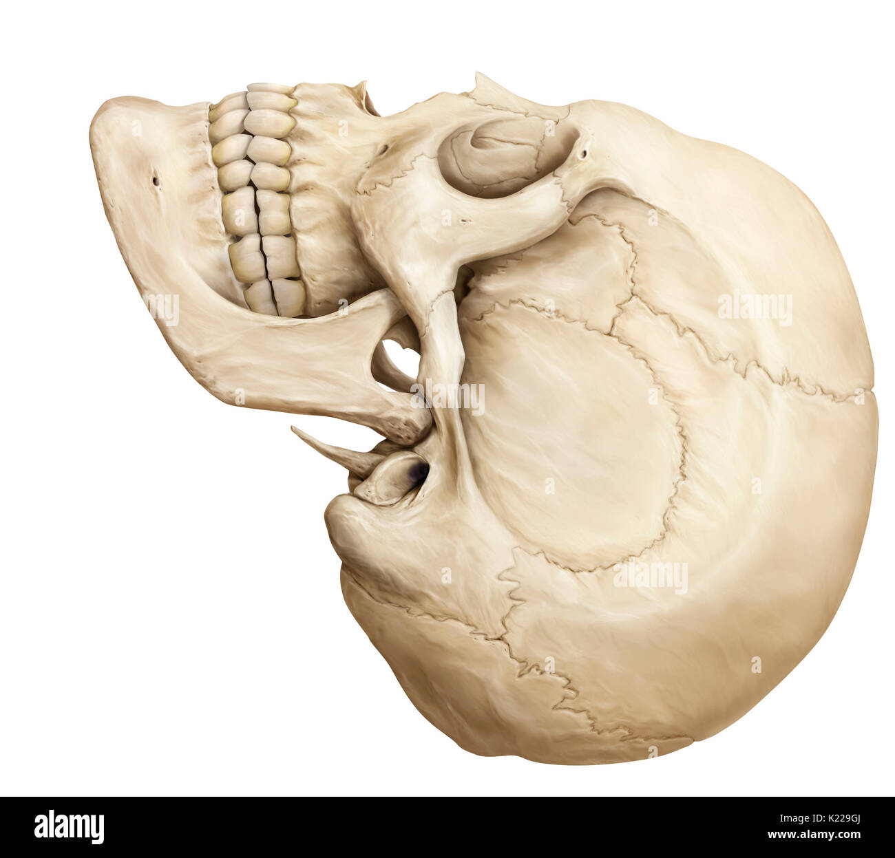 Bony structure formed of eight bones (four even bones and four odd ...