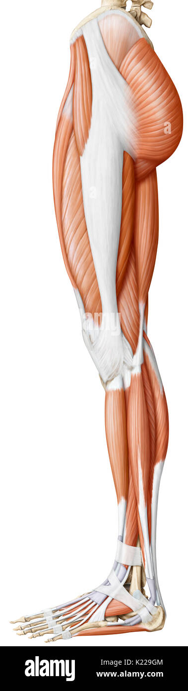 This image shows a lateral view of the muscles of the lower body Stock ...