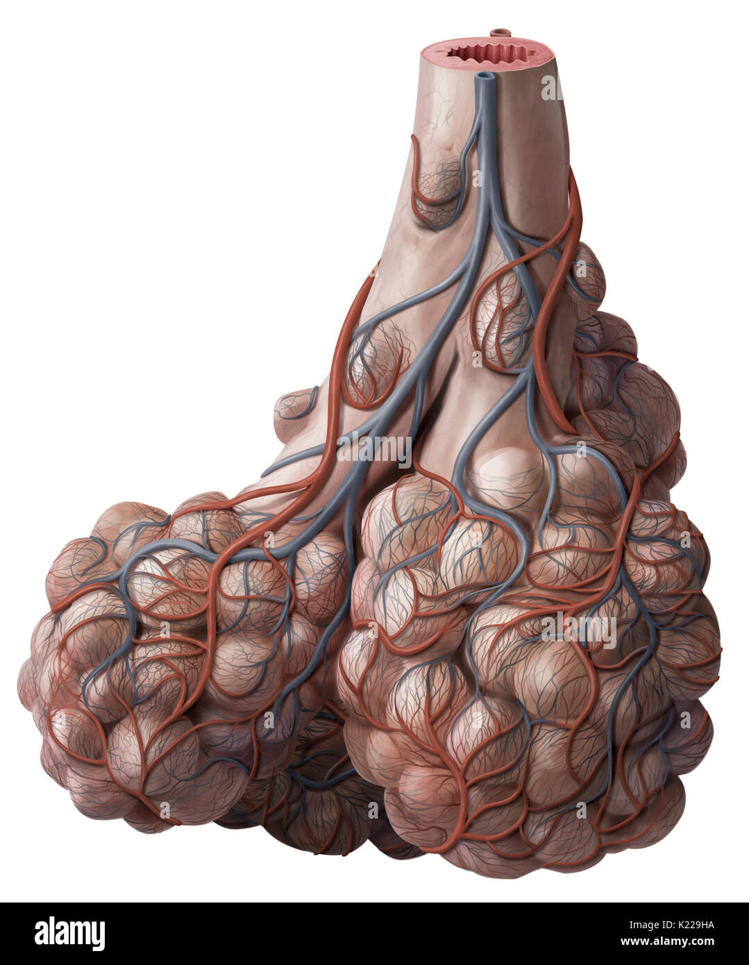 The bronchioles are the narrowest subdivisions of the bronchial tree ...