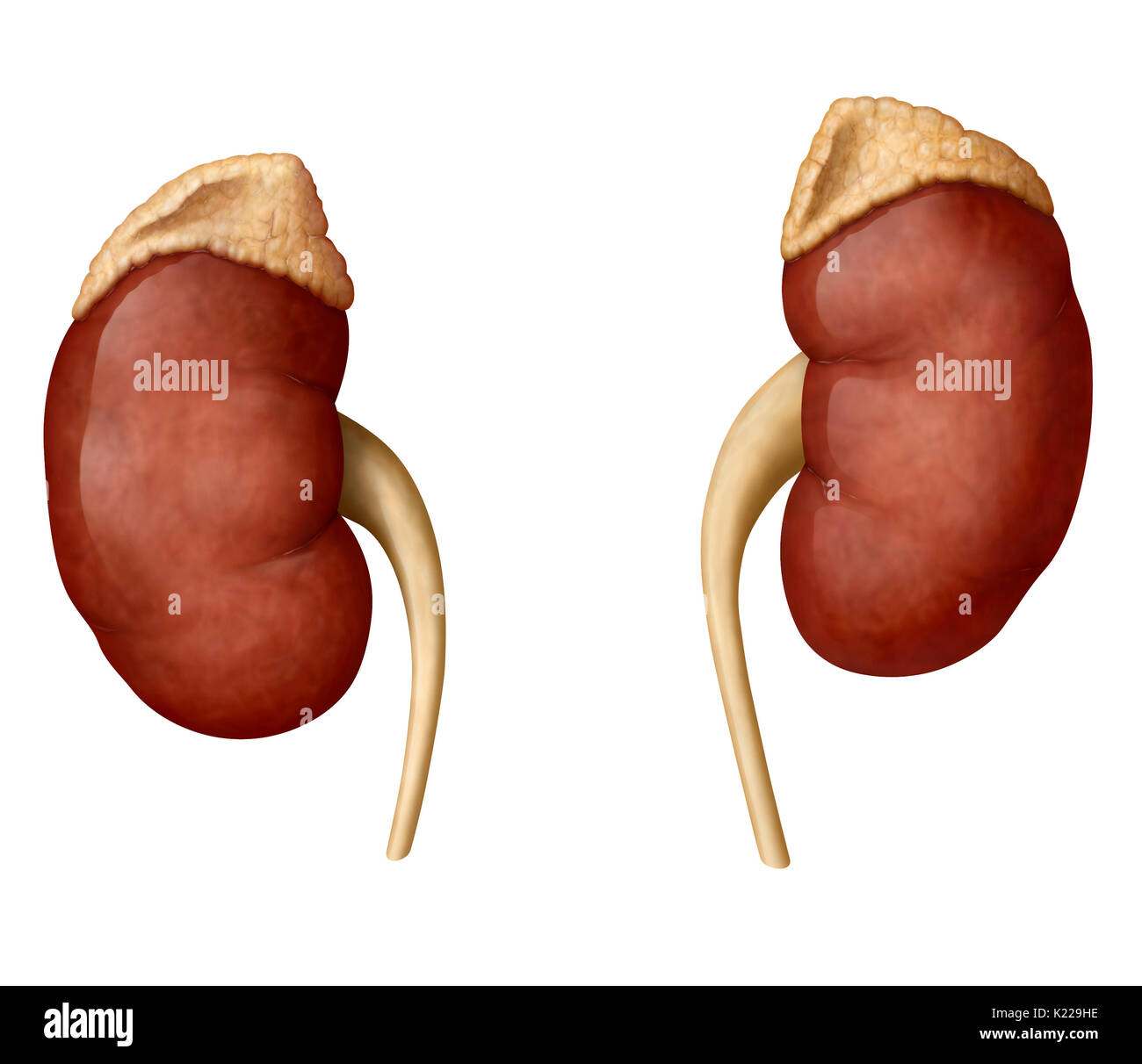 Organs located below the liver that filter blood and secrete urine to ...