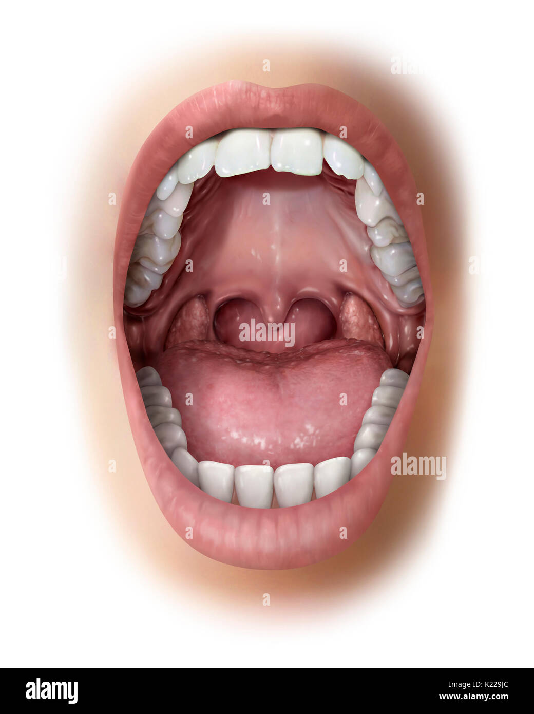 Anterior cavity of the digestive tract; it has a role in ingesting food ...