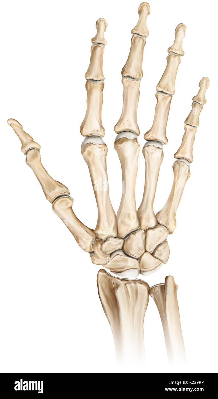 Terminal part of the upper limb, having a tactile and prehensile ...