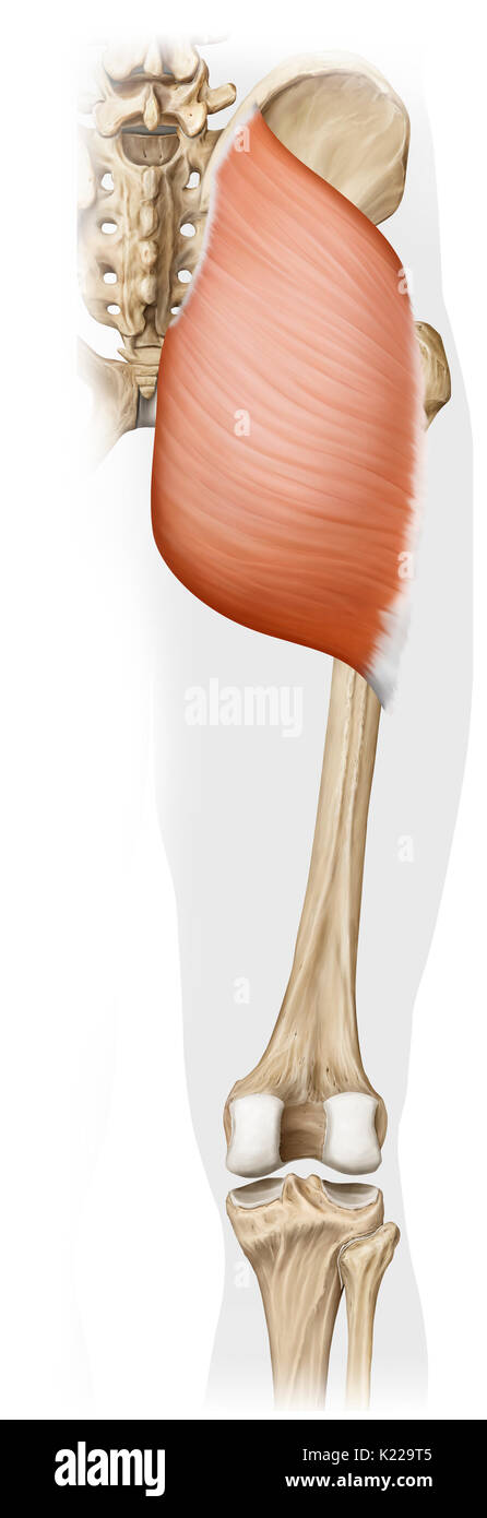Thick muscle enabling the hip to extend and to rotate outwardly ...