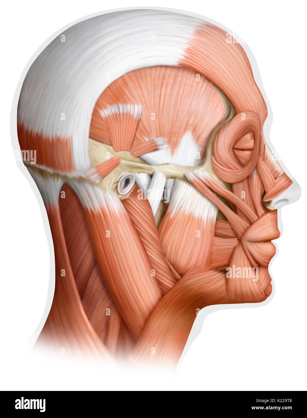 Muscle of the head lateral view Cut Out Stock Images & Pictures - Alamy