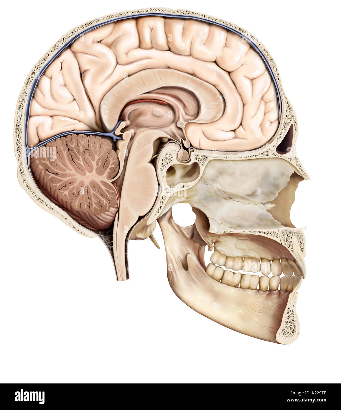 Cerebrum cross section High Resolution Stock Photography and Images - Alamy