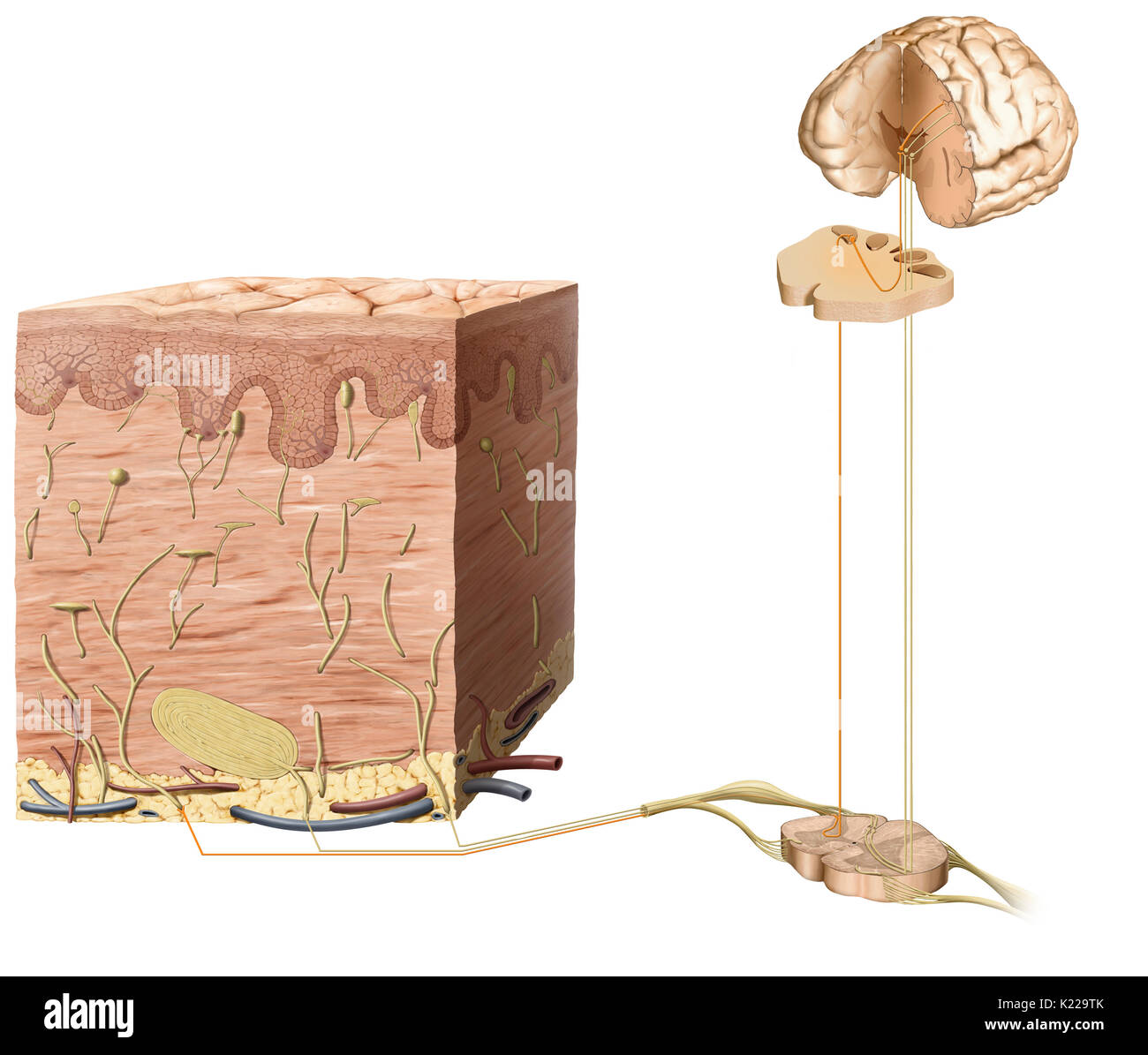 Sensory Neuron In Skin Sensory Neurons Promote Immune Homeostasis In