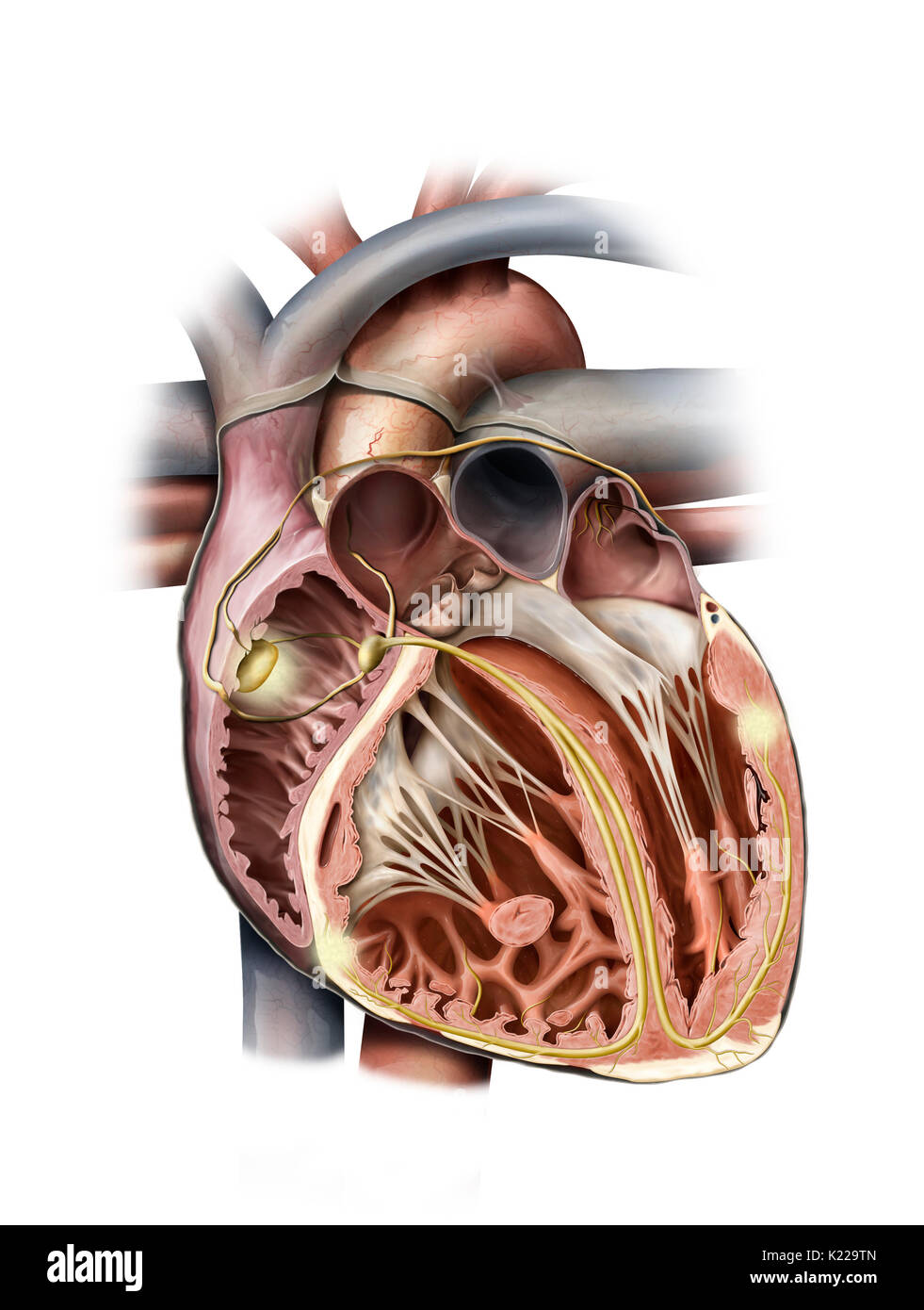 Cross Section Of The Heart High Resolution Stock Photography and Images ...