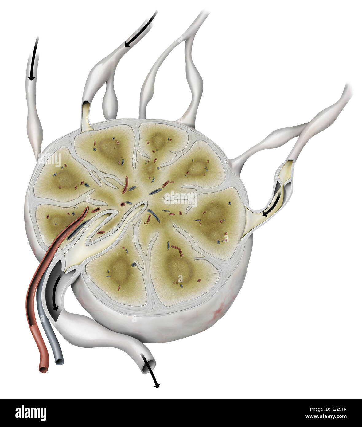 Lymph system hi-res stock photography and images - Alamy