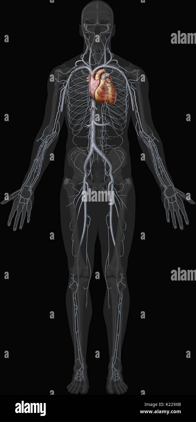 The veins (with the exception of the pulmonary veins) carry oxygen ...