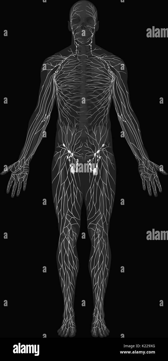 Lymph node illustration hi-res stock photography and images - Alamy